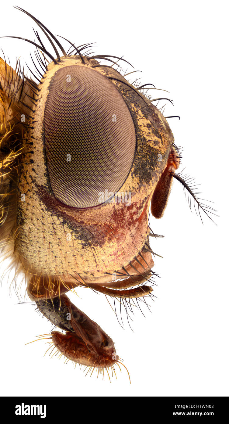 Fruit fly microscope hi-res stock photography and images - Alamy