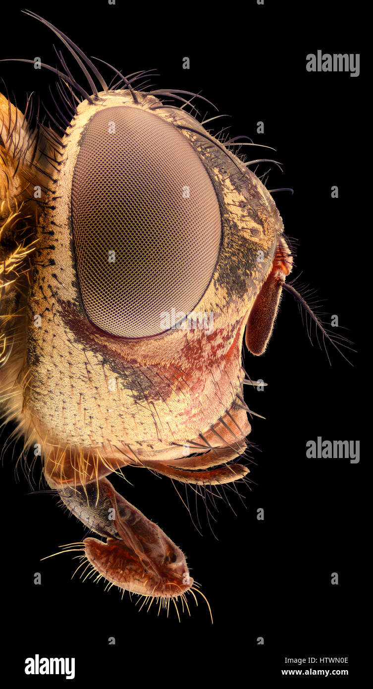 Fruit fly side view hi-res stock photography and images - Alamy