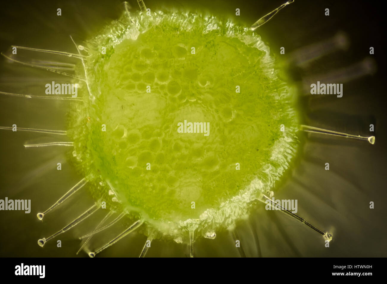 Chlorophyll microscope hi-res stock photography and images - Alamy