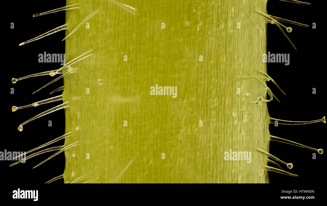 Plant root hairs hi-res stock photography and images - Alamy