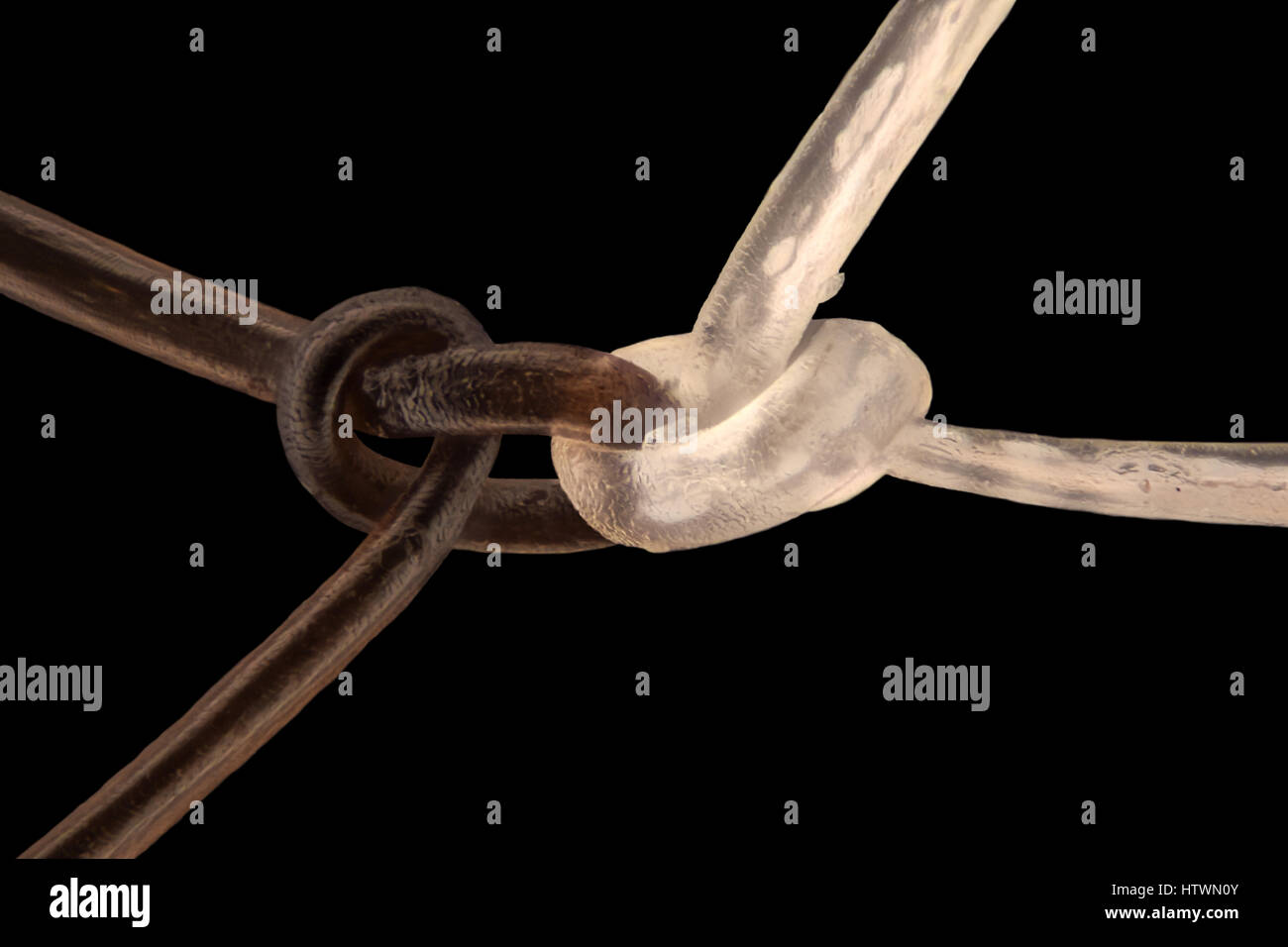 Extreme magnification - Human hair at 20x magnification Stock Photo - Alamy