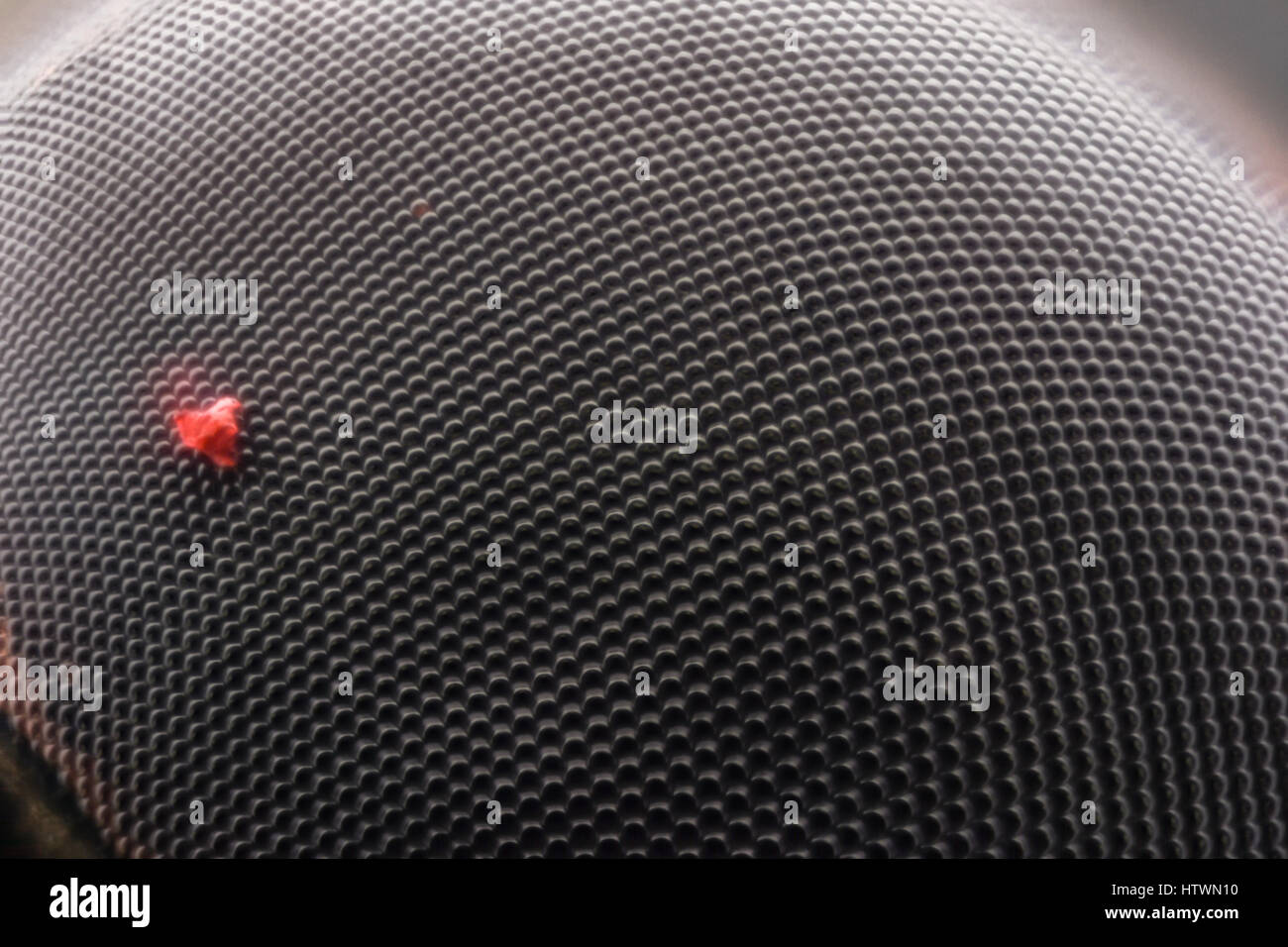 Extreme close up face fly hi-res stock photography and images - Alamy