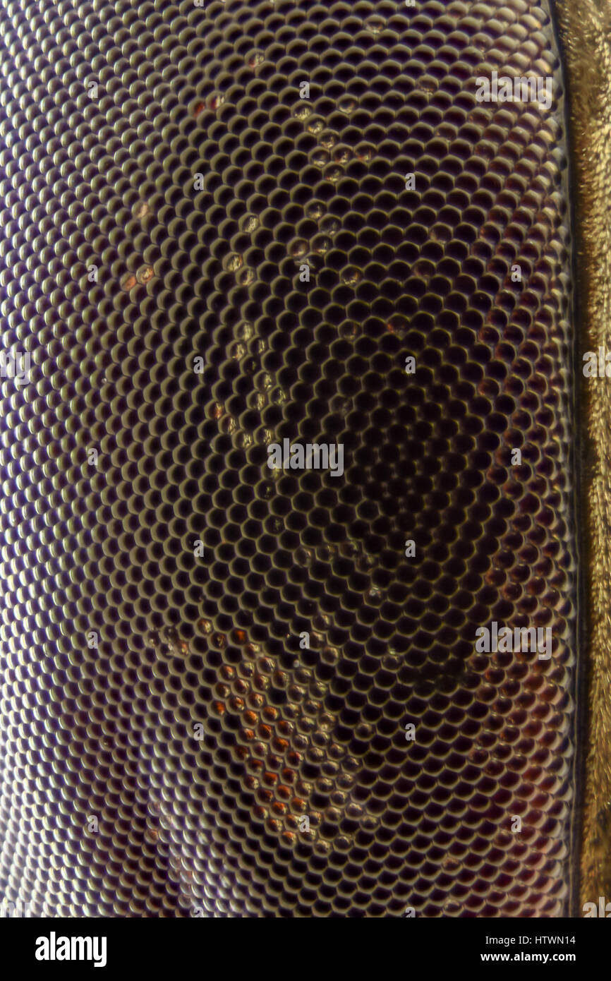 Extreme close up face fly hi-res stock photography and images - Alamy