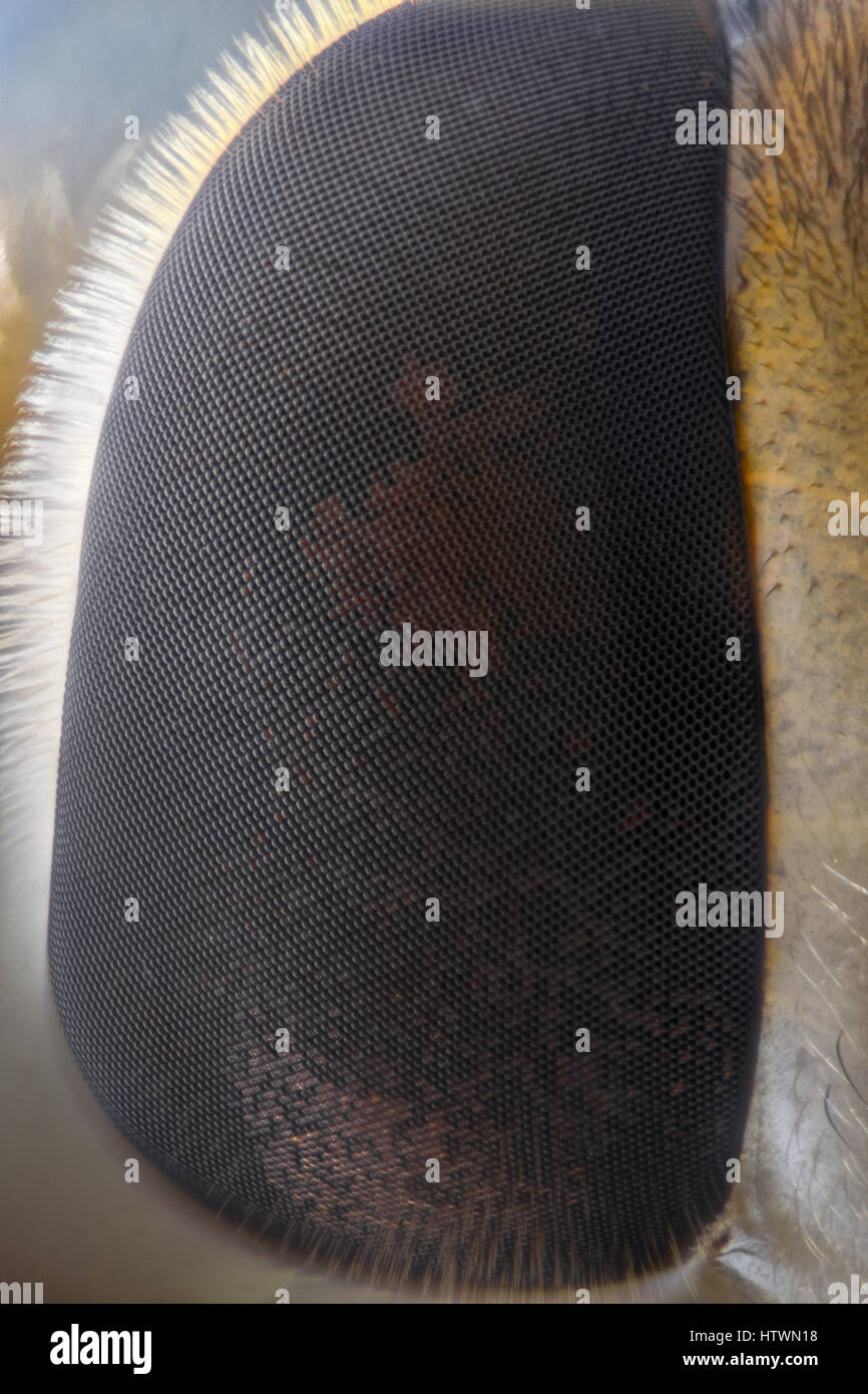 Extreme close up face fly hi-res stock photography and images - Alamy