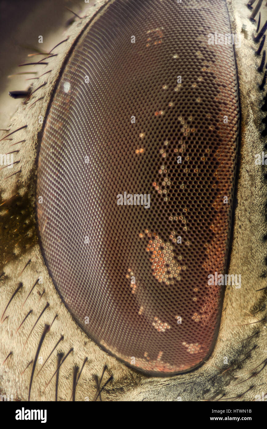 Extreme close up face fly hi-res stock photography and images - Alamy