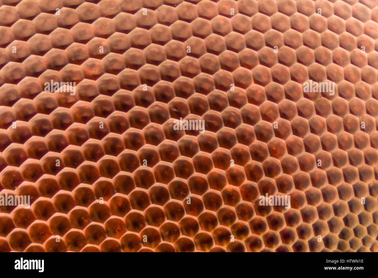Insect Eye Texture Macro Closeup Of A Butterfly Wings Intricate