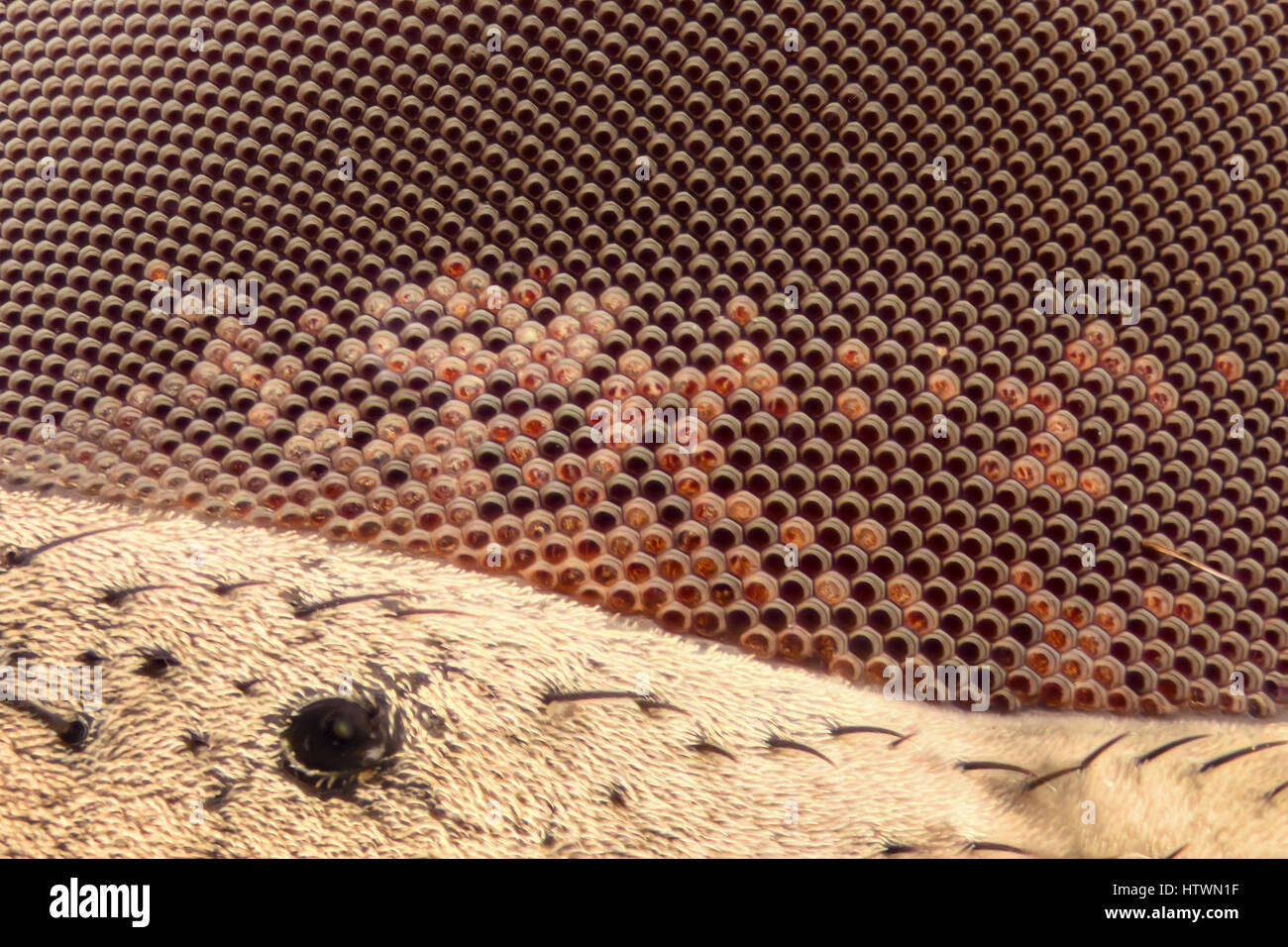 Extreme close up face fly hi-res stock photography and images - Alamy