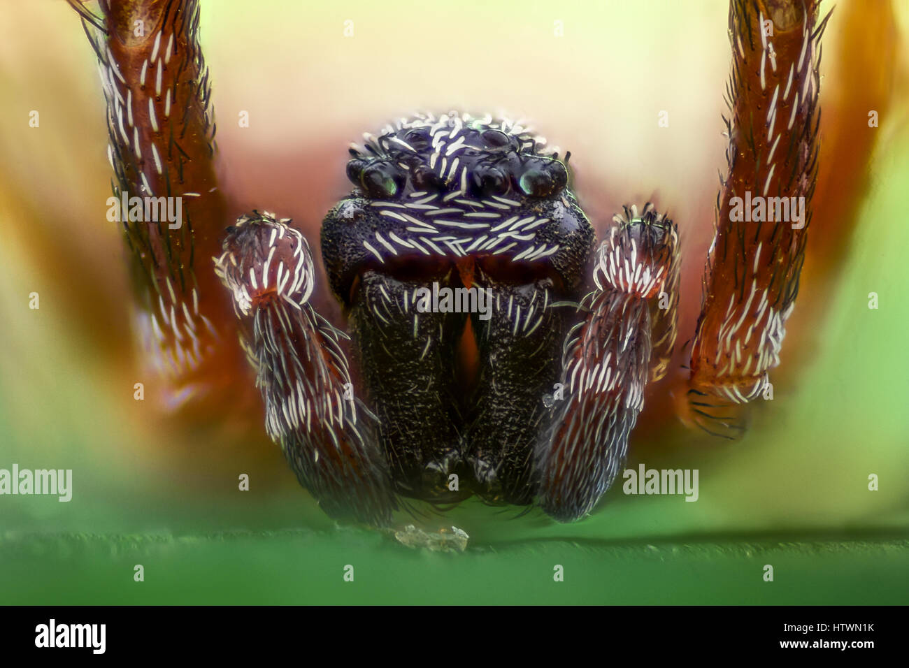 Extreme magnification - Spider on a leaf, front view Stock Photo - Alamy