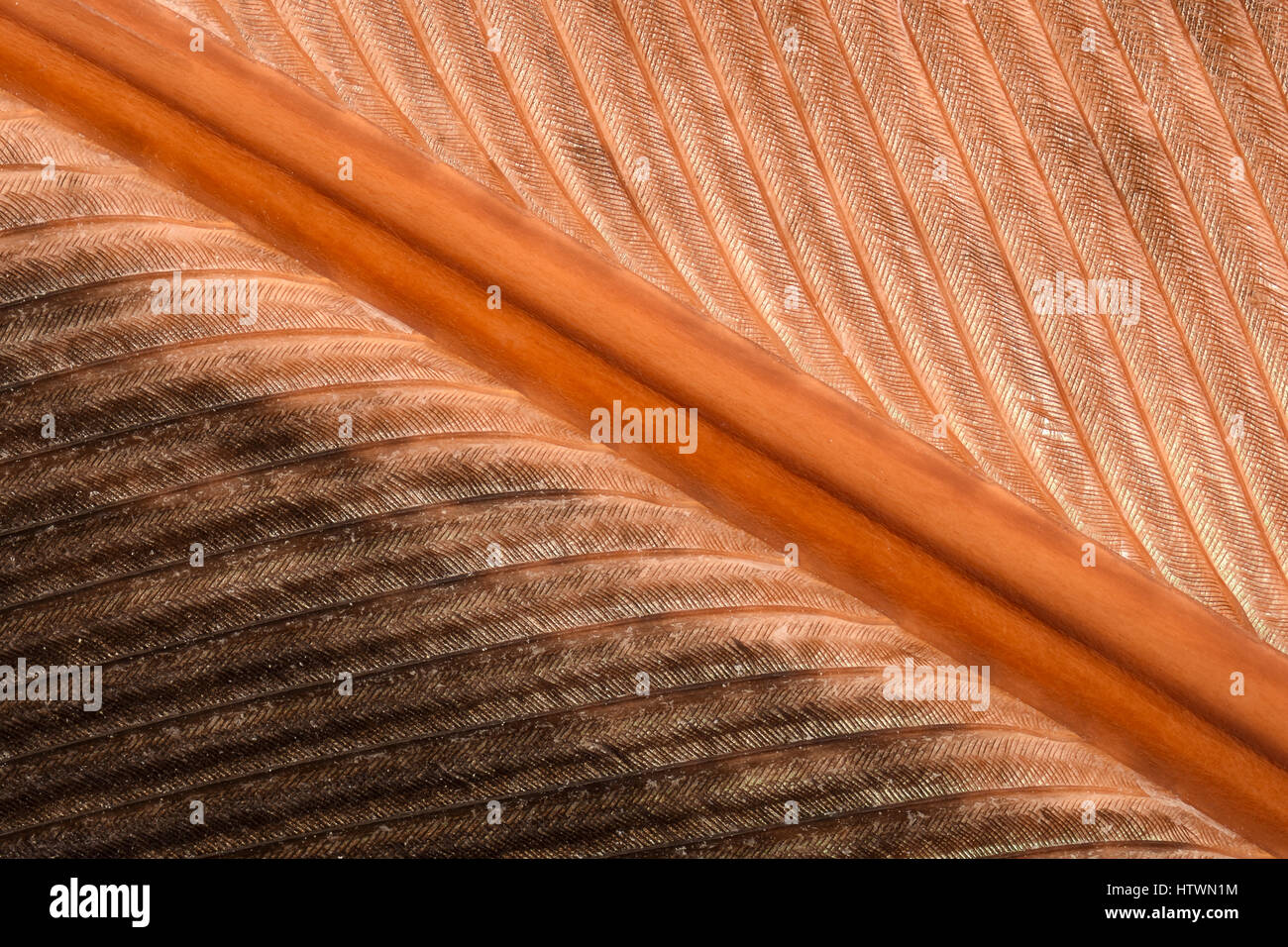 Feather structure hi-res stock photography and images - Alamy