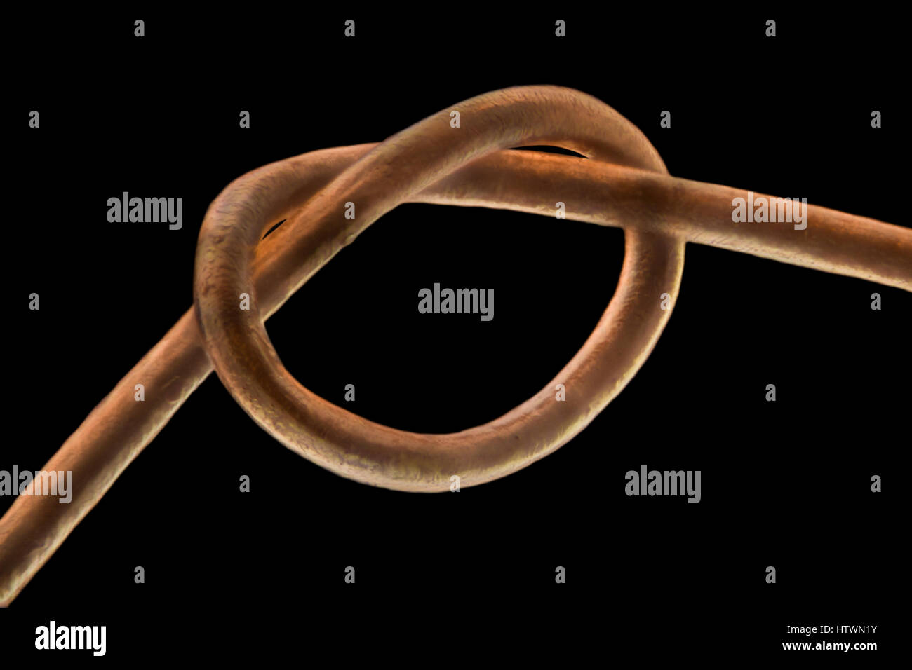 Human hair microscope hi-res stock photography and images - Alamy