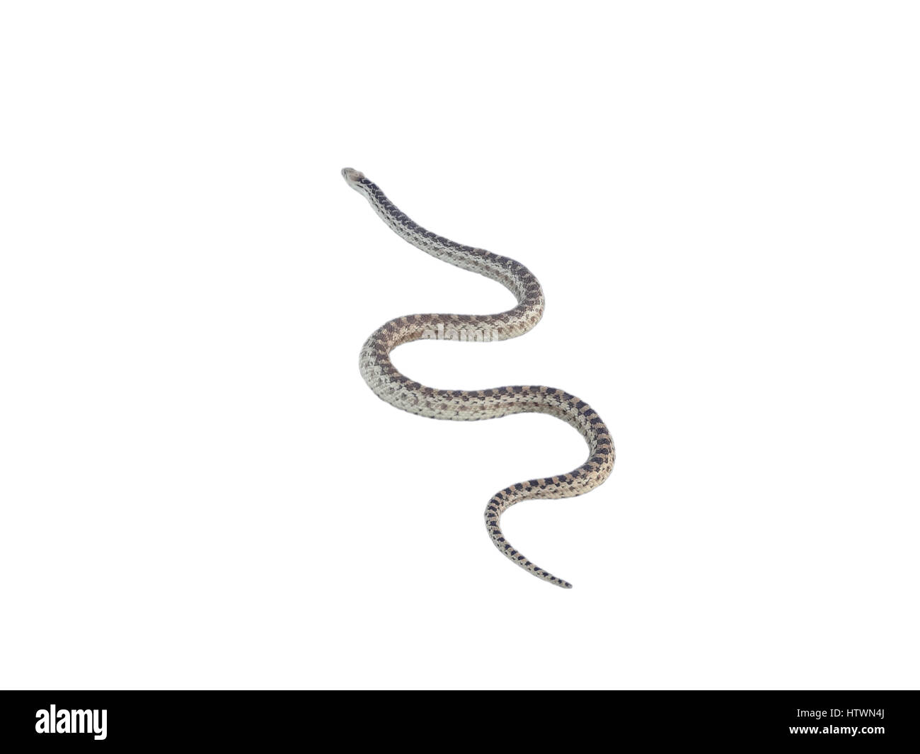 Snake tail hi-res stock photography and images - Alamy