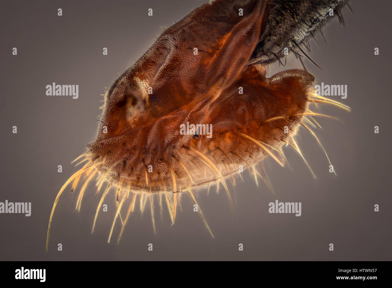 Black fly proboscis hi-res stock photography and images - Alamy