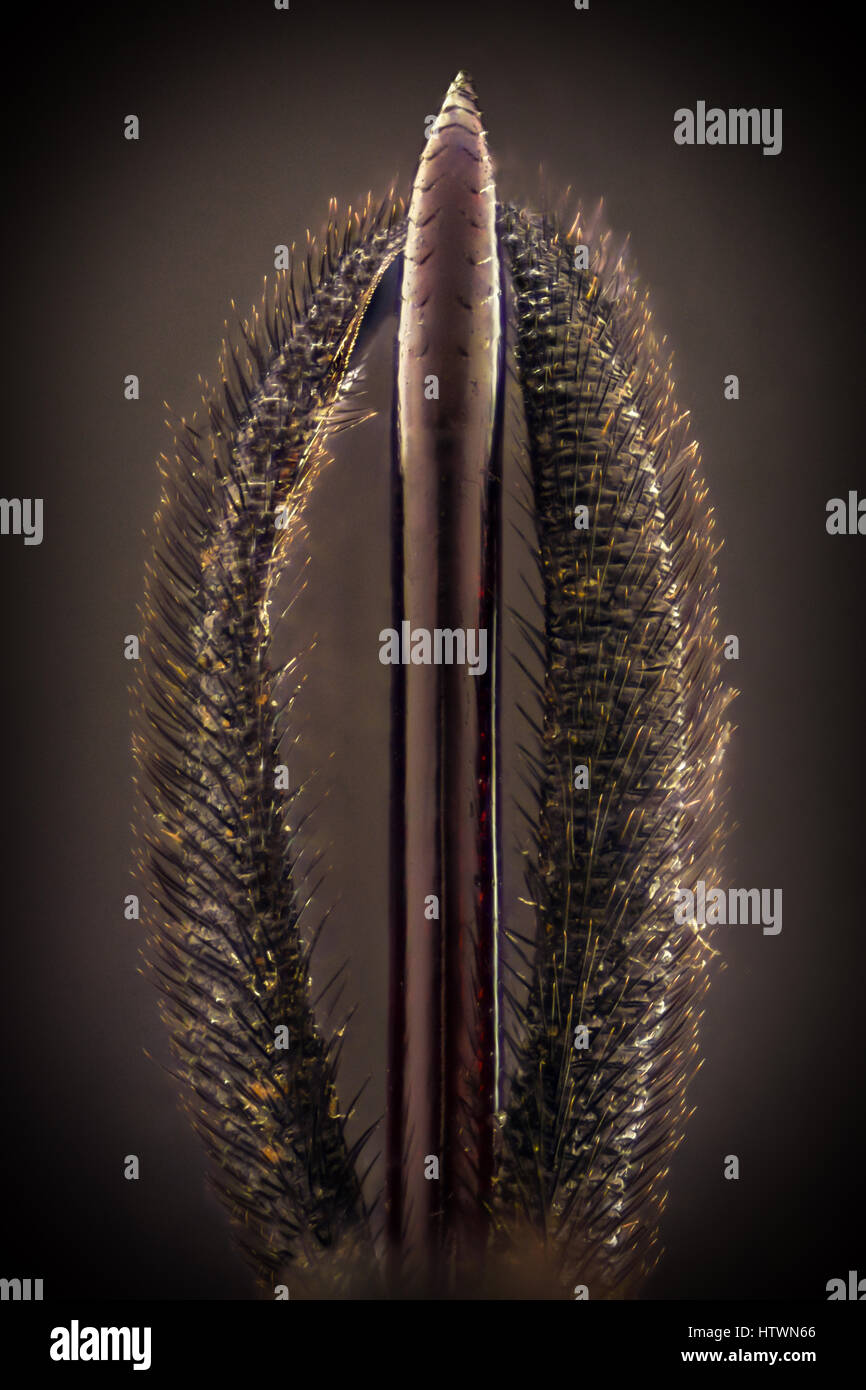 Ovipositor sting wasp hi-res stock photography and images - Alamy