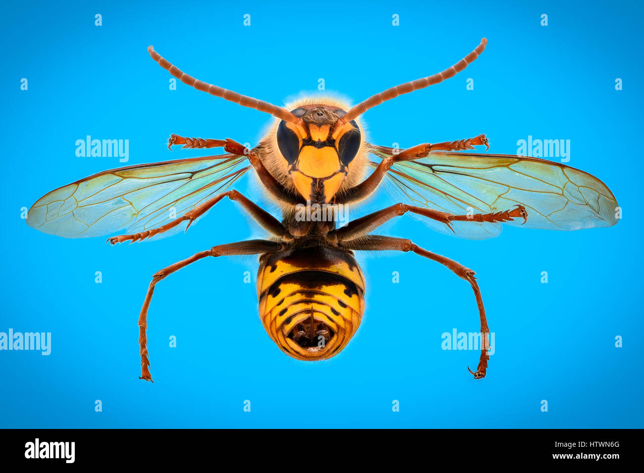 Yellow jacket wasp anatomy hi-res stock photography and images - Alamy