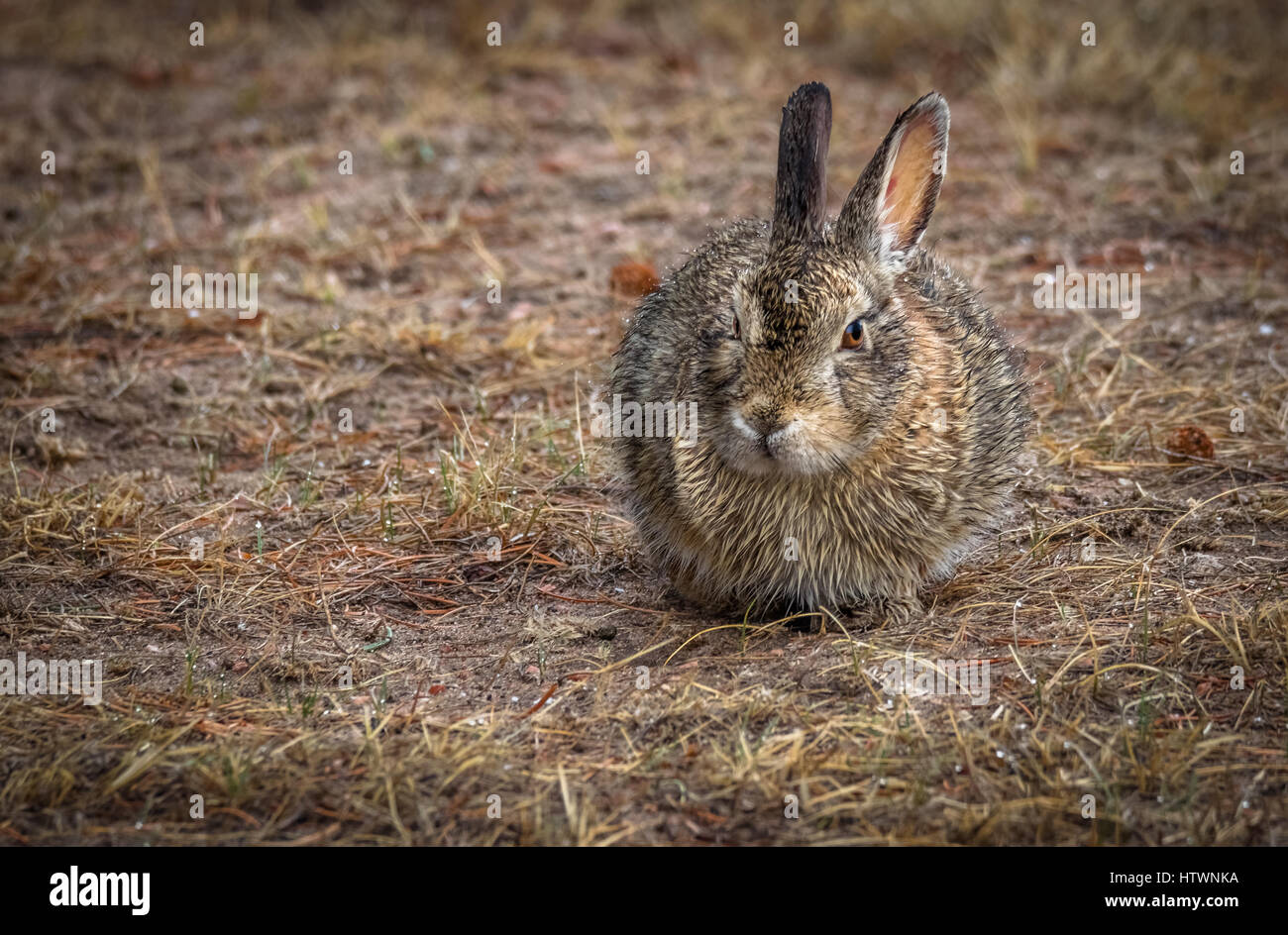 Closeup of a wild wet soggy cottontail bunny rabbit in the field ...