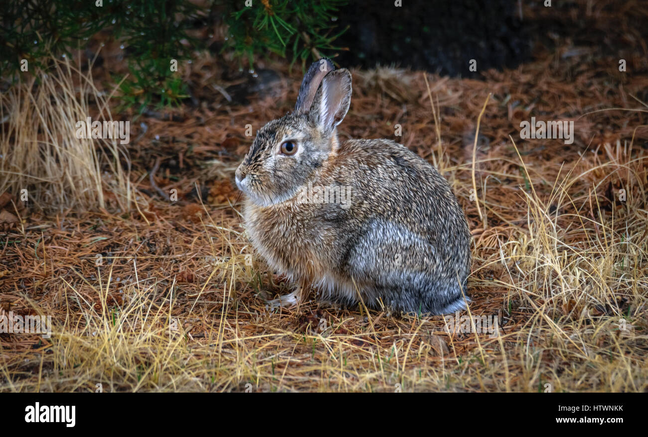Wet and soggy hi-res stock photography and images - Alamy
