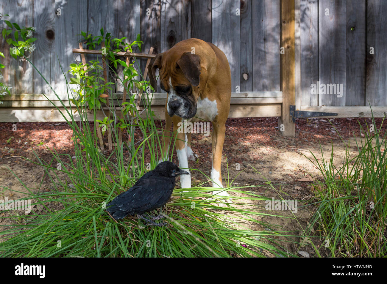 Fledgling crows hi-res stock photography and images - Alamy