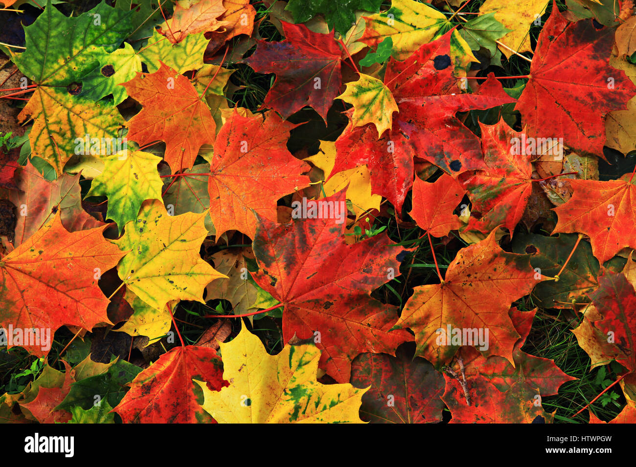 Seasons autumn leaves hi-res stock photography and images - Alamy