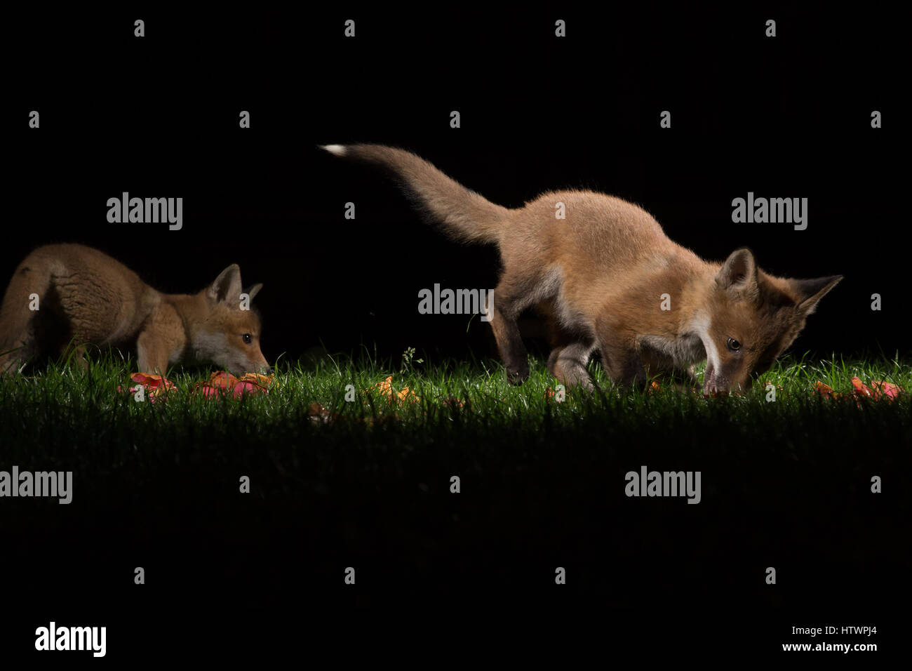 Red fox night cub hi-res stock photography and images - Alamy
