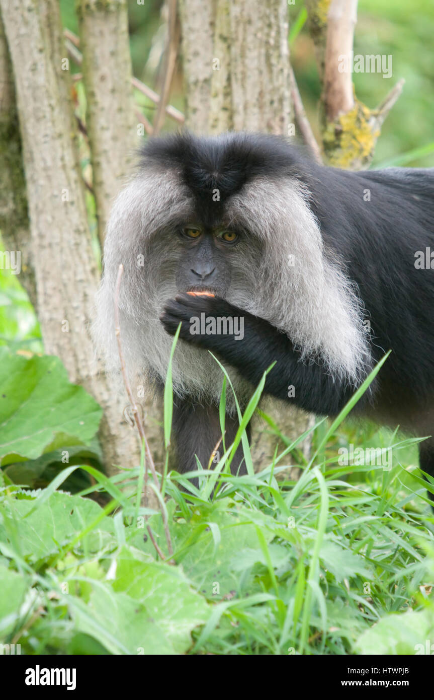 Lion Tailed Macaque - Macaca silenus Stock Photo - Alamy