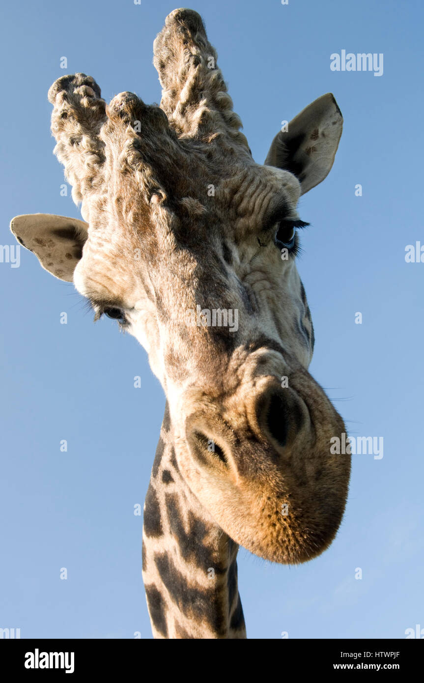 Portrait Of A Giraffe - Giraffa Stock Photo - Alamy
