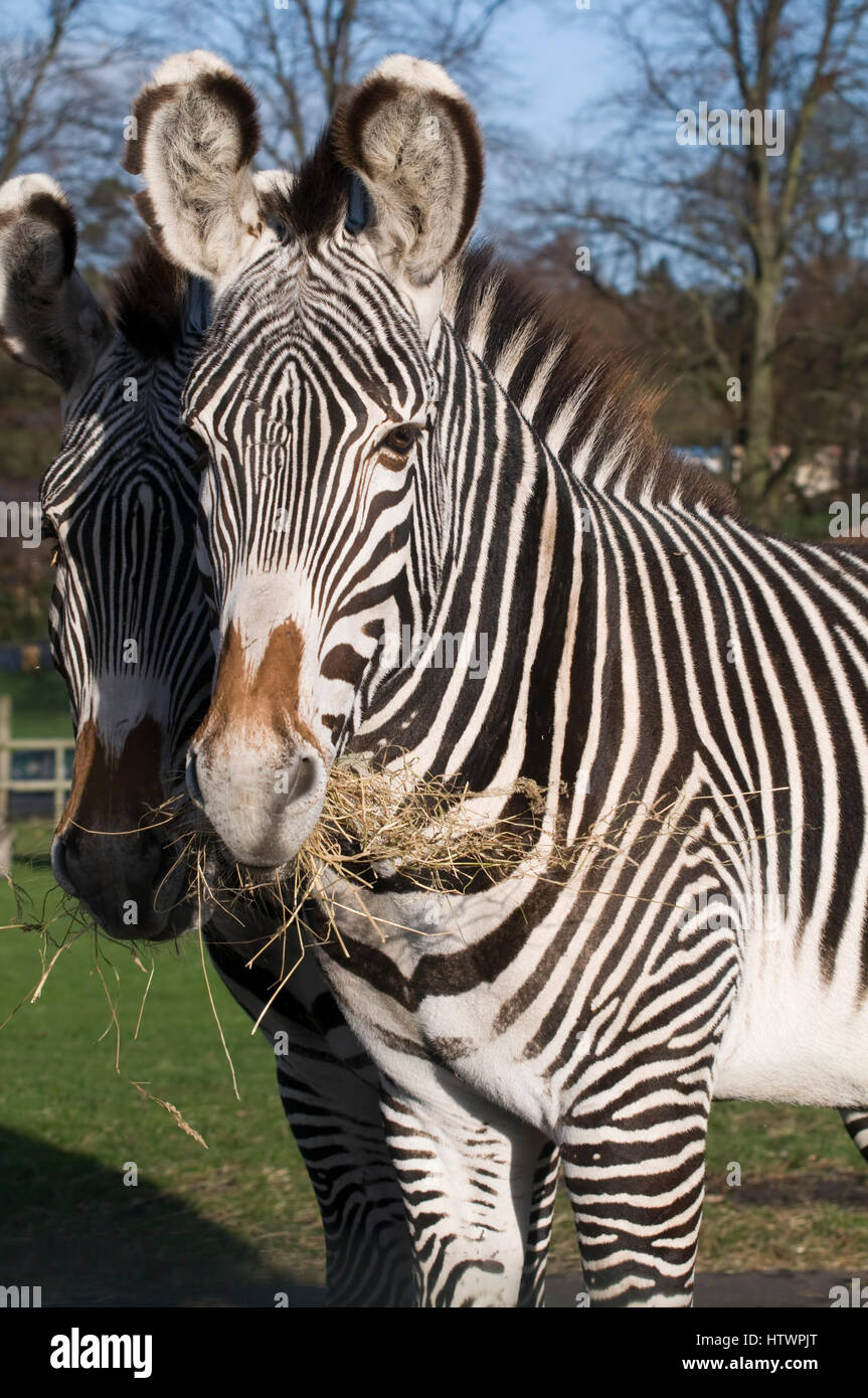 Hippotigris species hi-res stock photography and images - Alamy