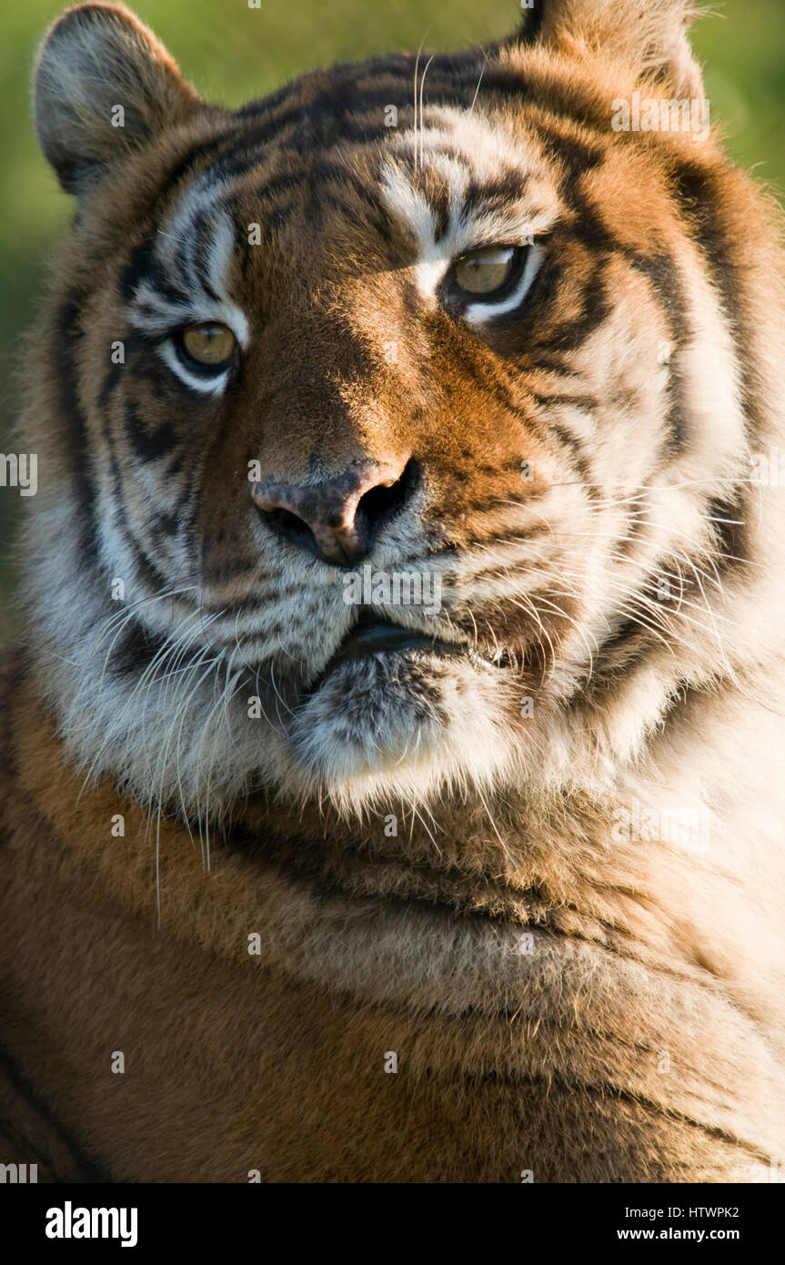 Portrait Of A Tiger Stock Photo - Alamy