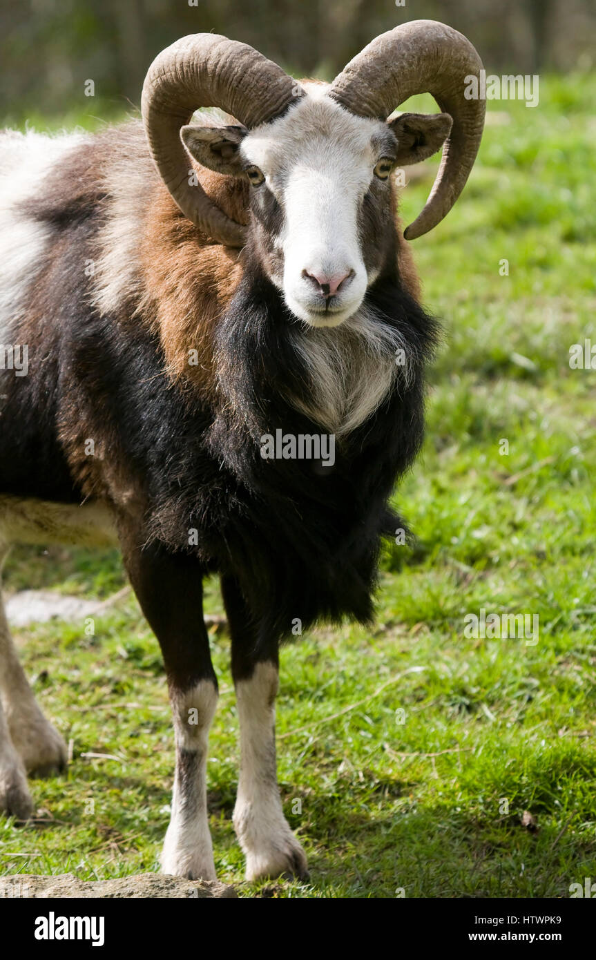 Mouflon Sheep High Resolution Stock Photography and Images - Alamy