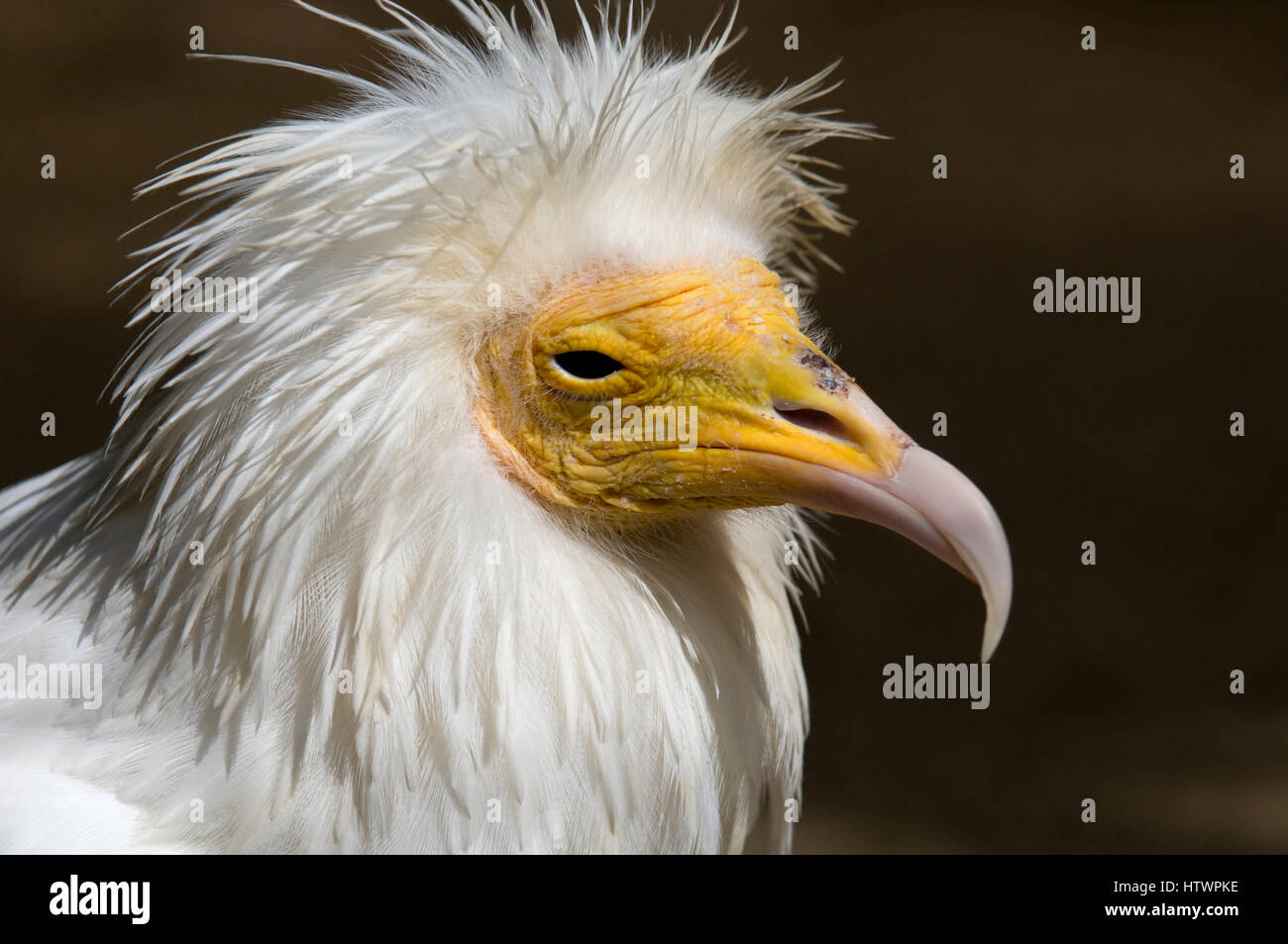Egyptian Vulture - Neophron percnopterus Stock Photo - Alamy