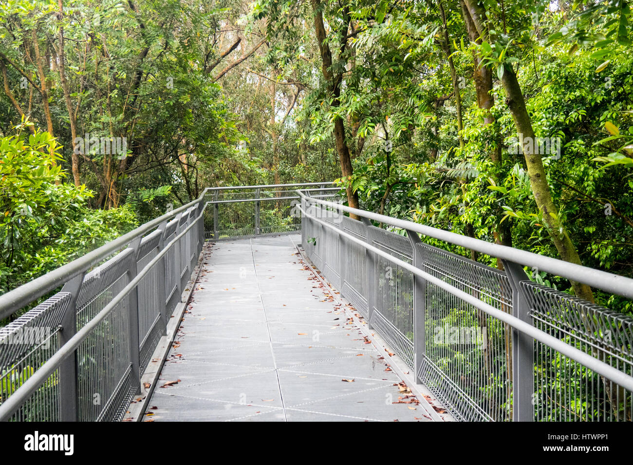 The Forest Walkway, an elevated walkway in Kent Ridge Park as part of ...