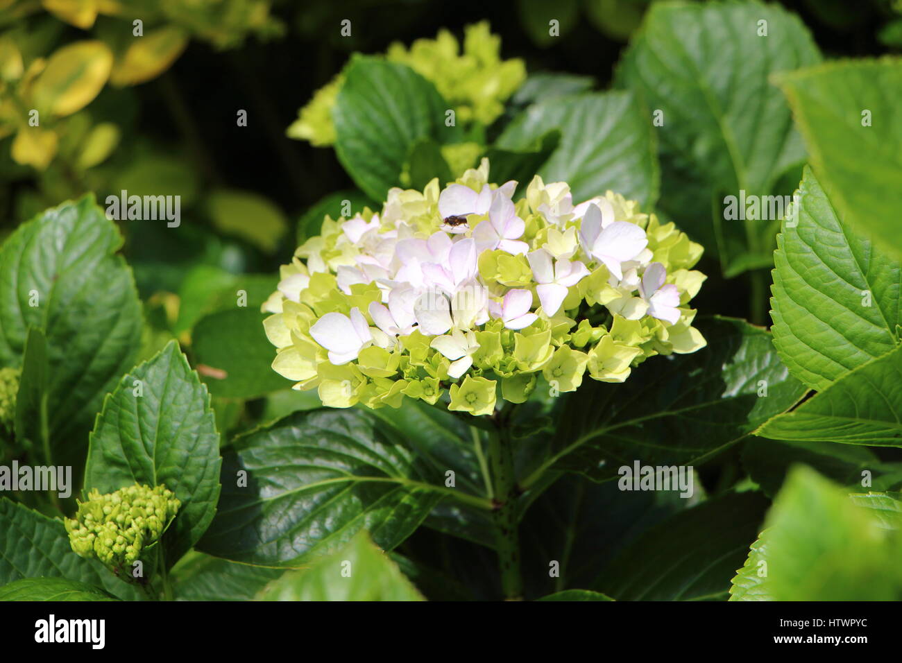 Hydrangea stem hi-res stock photography and images - Alamy
