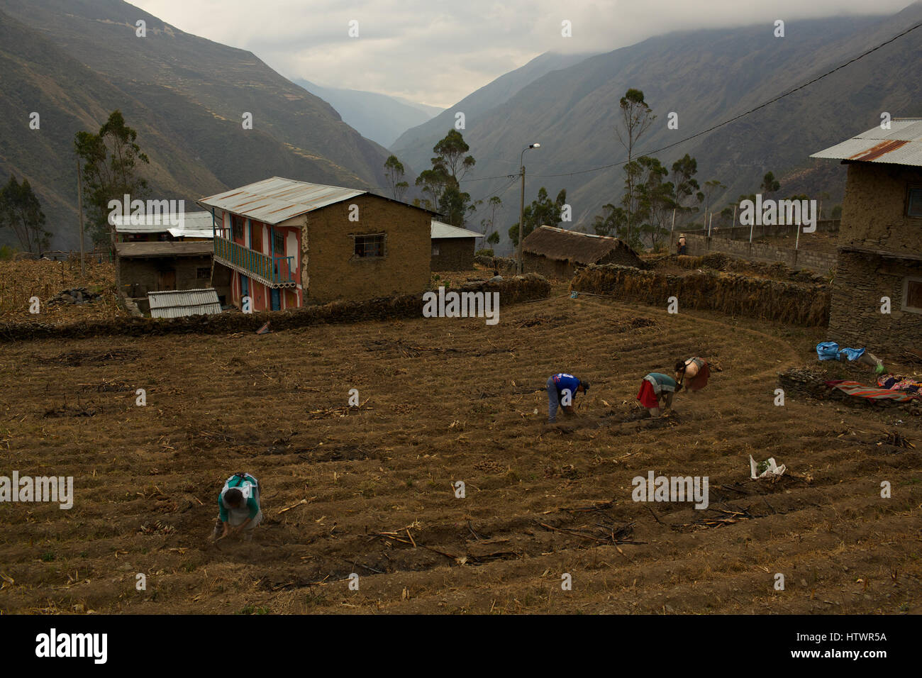 Potato planting in the high Andes, Peruvian Andes,Peru, South America ...