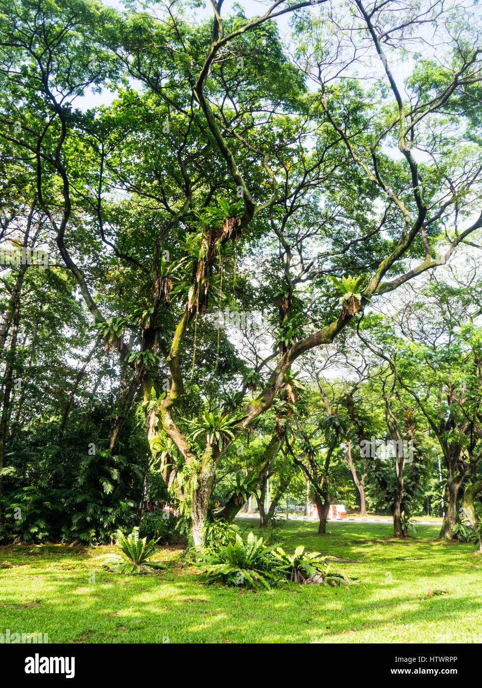 Bird's-nest ferns, Asplenium nidus, growing on a tree in a parkland in ...