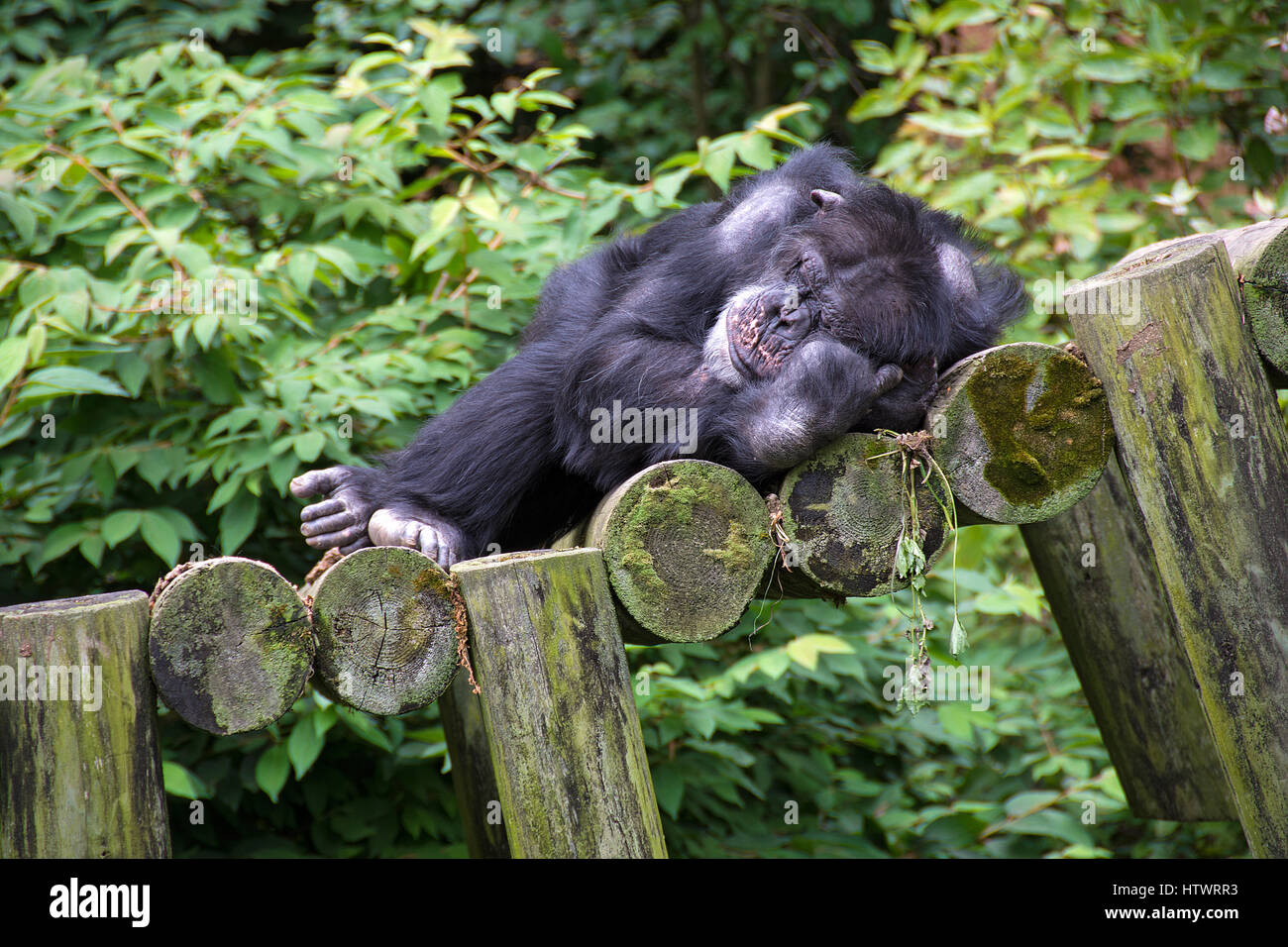 chimpanzee napping on logs Stock Photo - Alamy