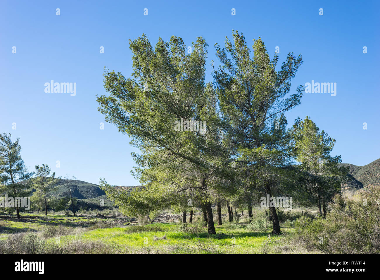 Clump of green pine trees stand above a meadow in the mountains of ...