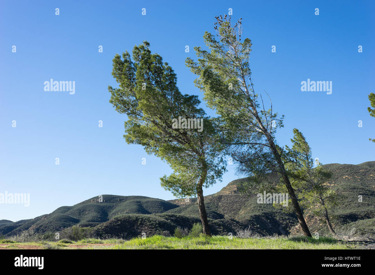 Wind blown pine trees lean on a hill top in southern California Stock ...