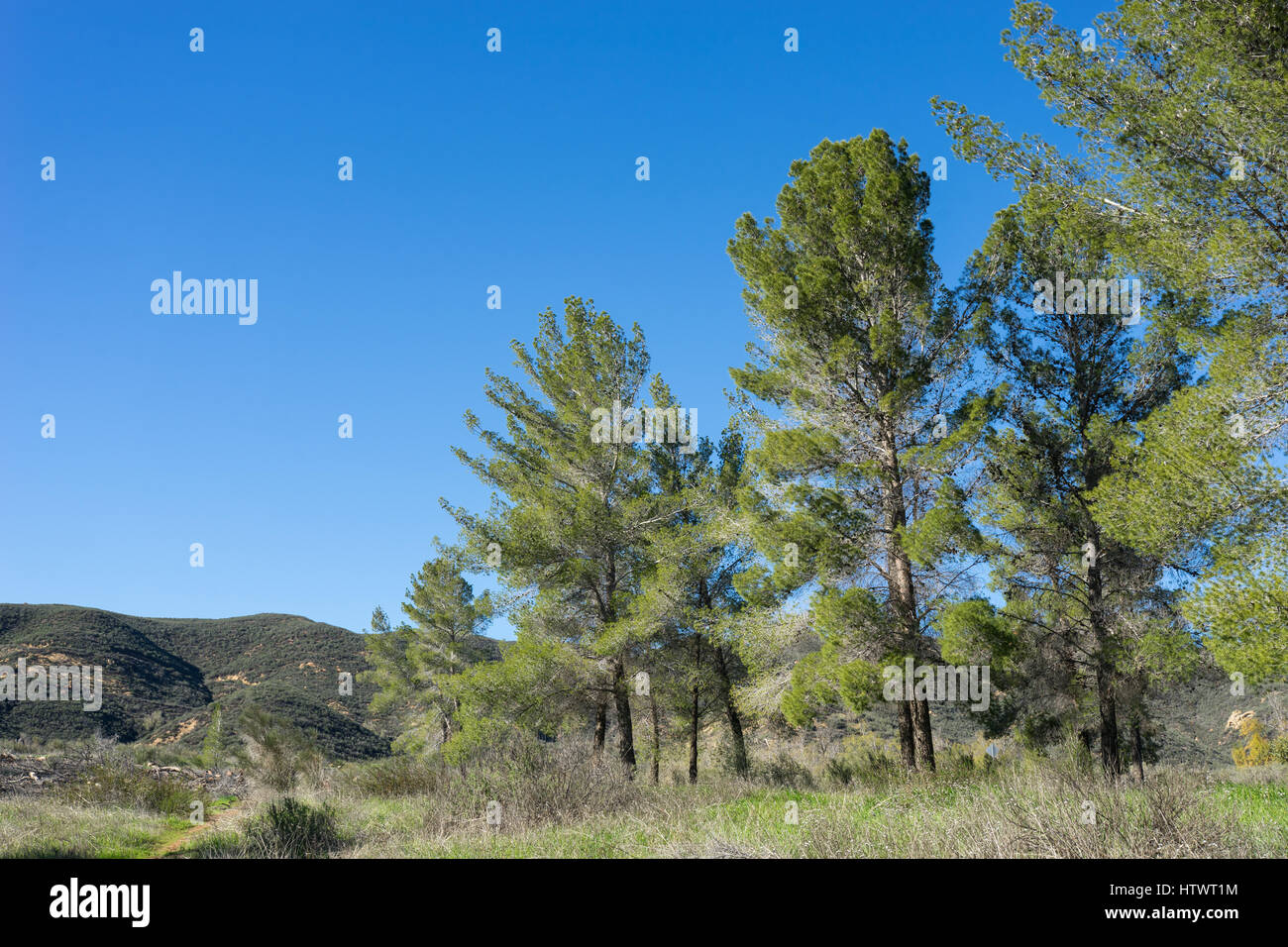 Clump of green pines in California wilderness during spring time Stock ...