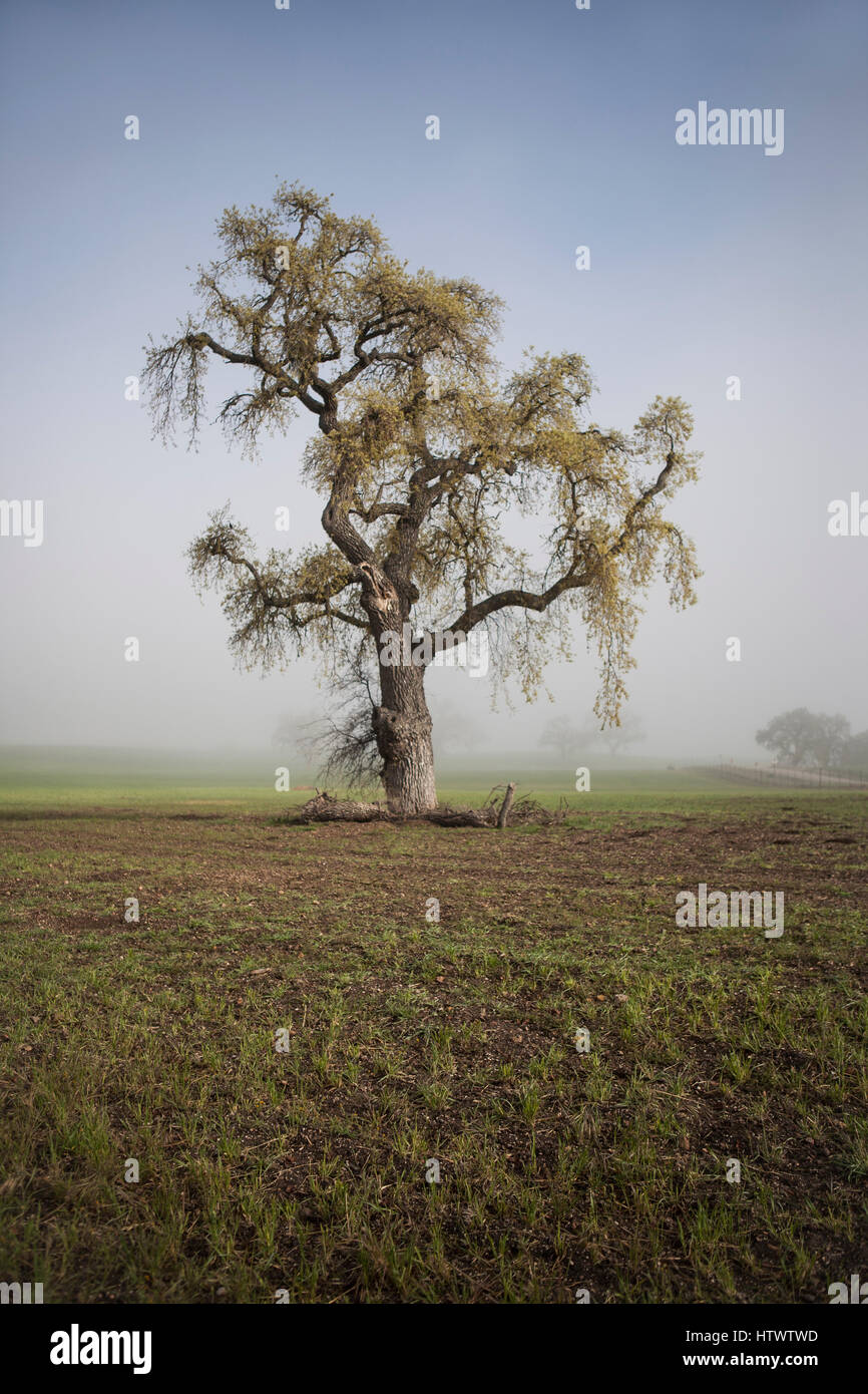 100 year old tree hi-res stock photography and images - Alamy