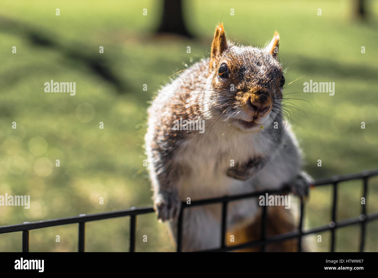 A cute little squirrel Stock Photo - Alamy