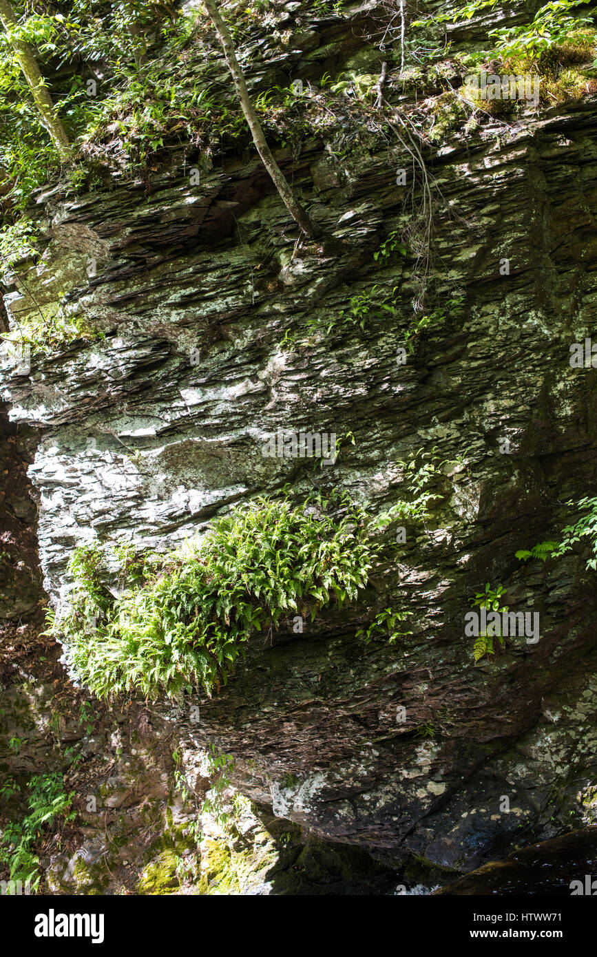 Face of Nature Stock Photo - Alamy