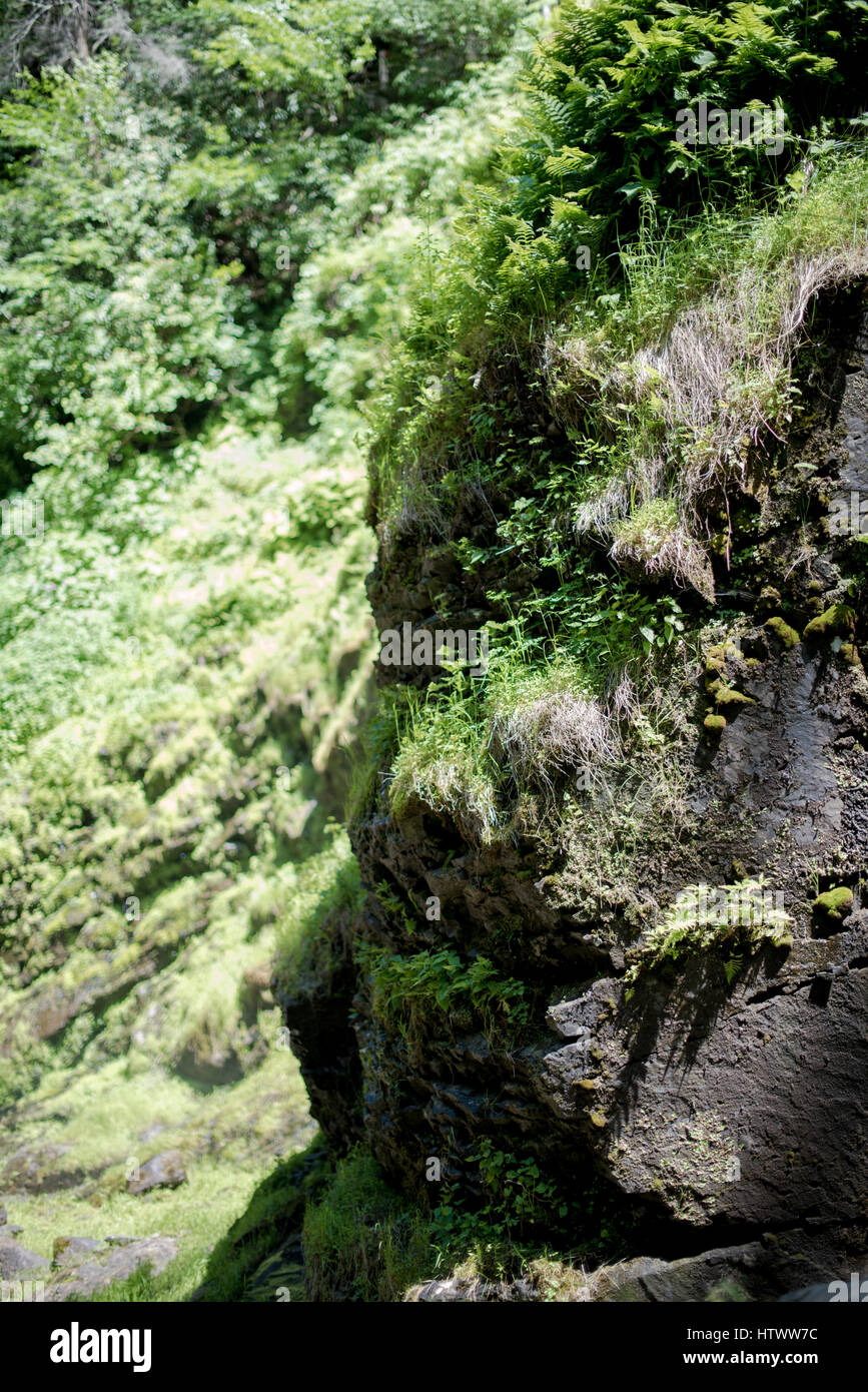 Face of Nature Stock Photo - Alamy