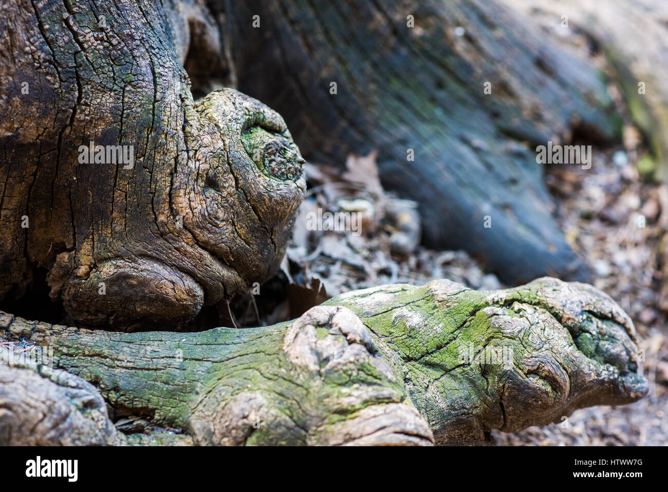 Face of Nature Stock Photo - Alamy