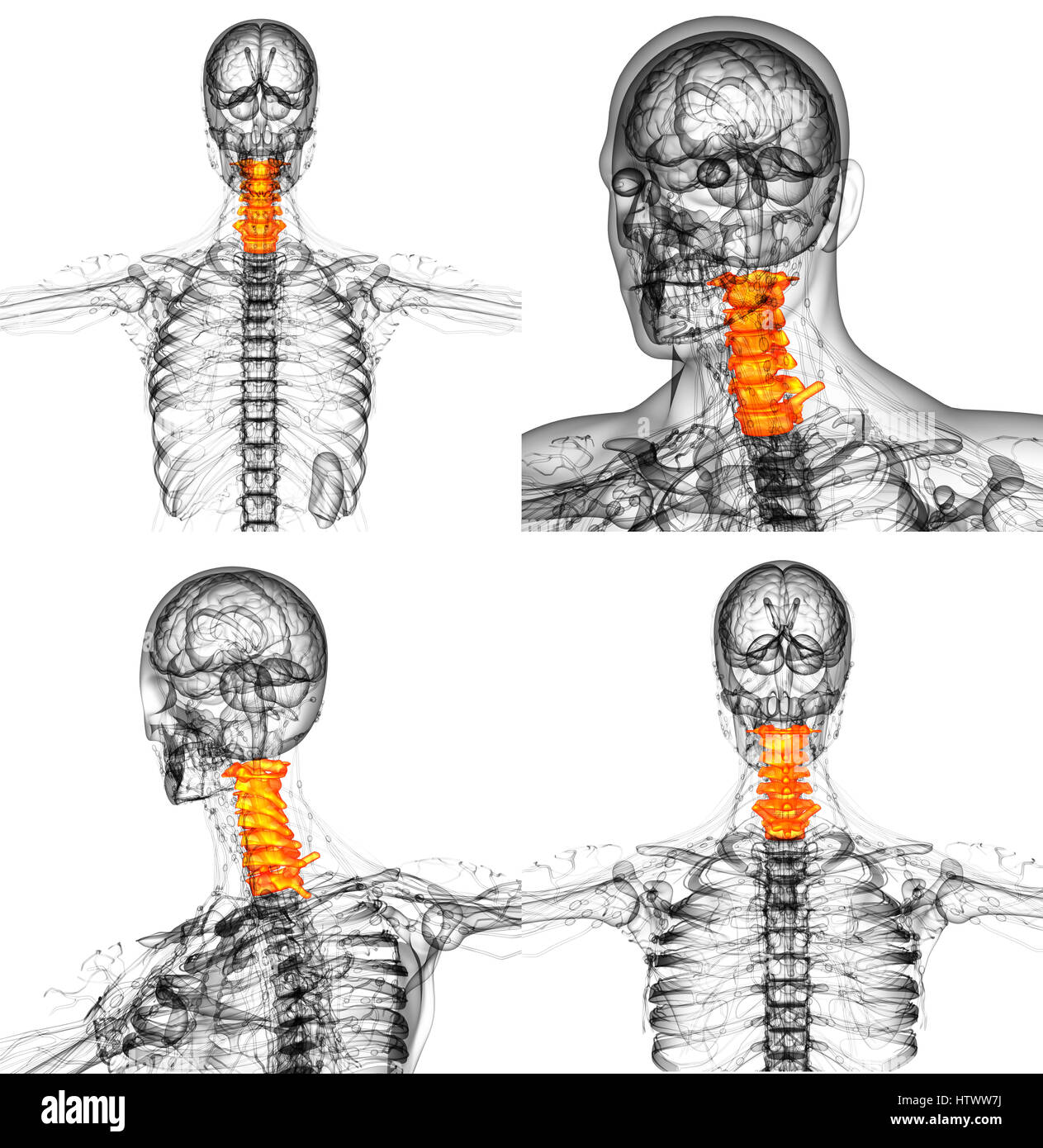 3d render medical illustration of the neck bone Stock Photo - Alamy