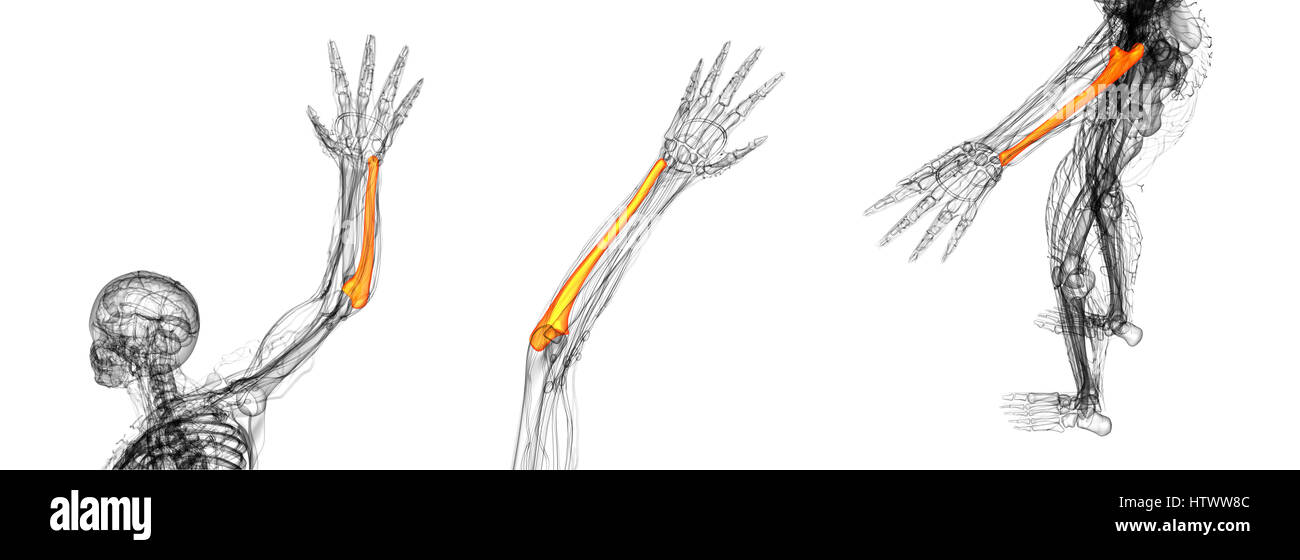 Human ulna arm bone illustration Cut Out Stock Images & Pictures - Alamy