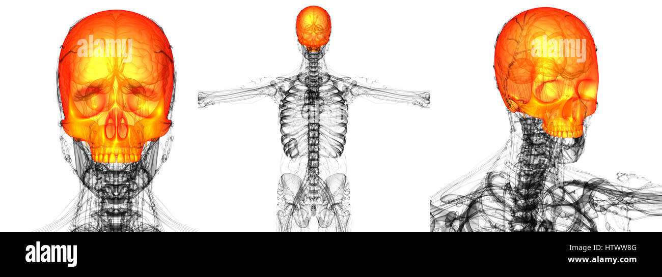 3D rendering medical illustration of the upper skull Stock Photo - Alamy