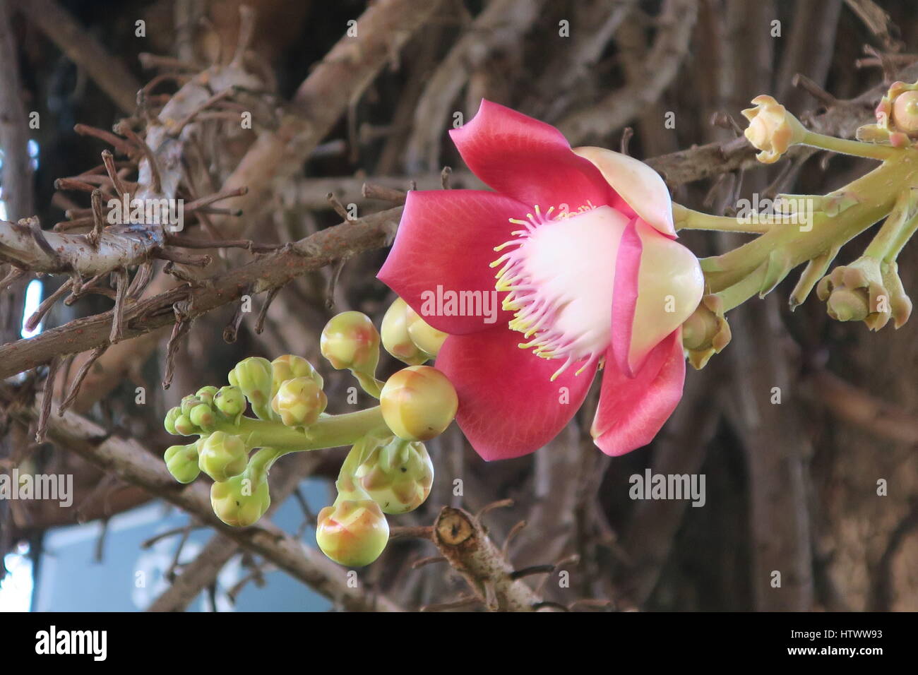 Shivalinga flower, Ayahuma, Shorea robusta, śāl, sakhua, shala tree or ...