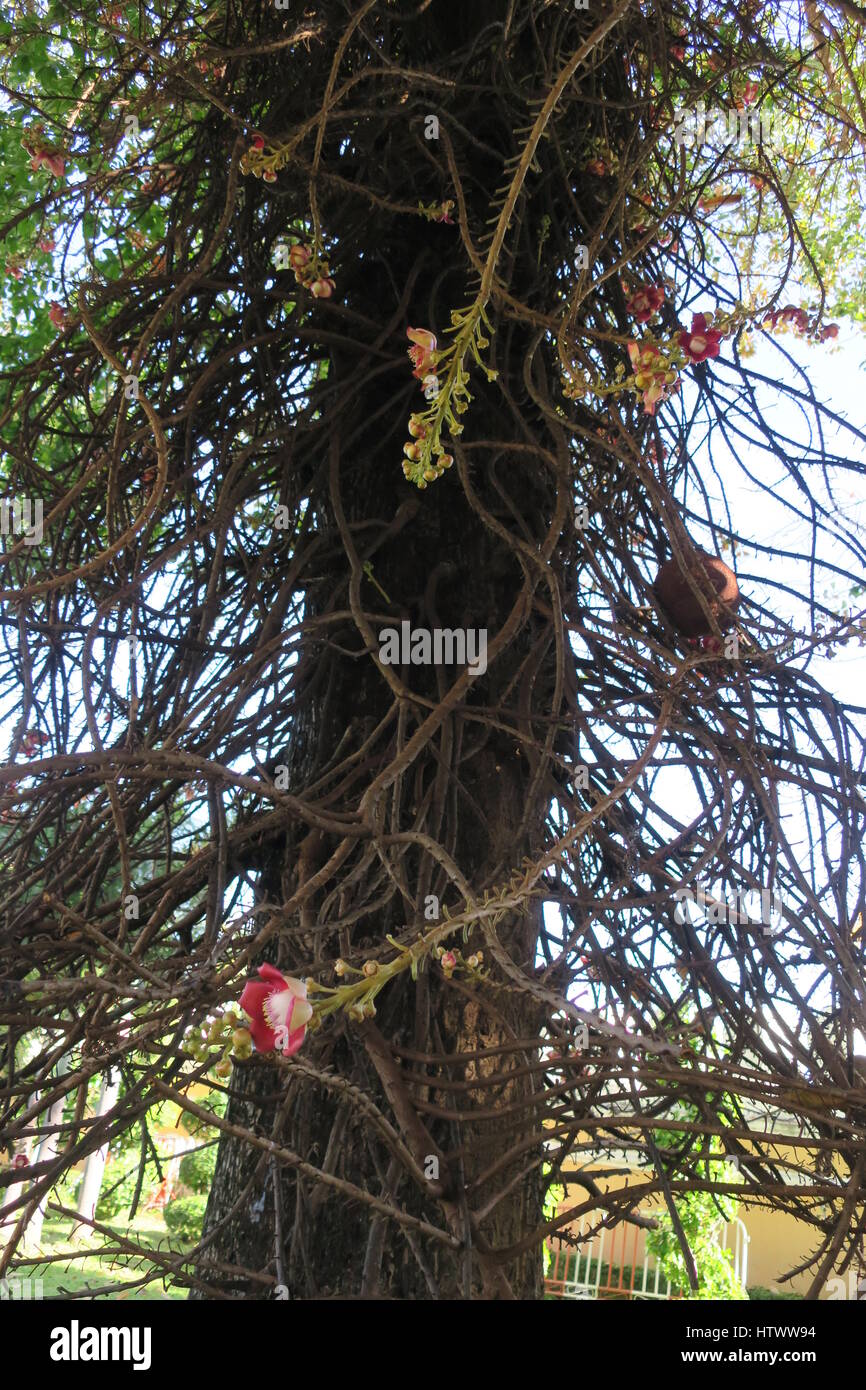 Sakhua tree hi-res stock photography and images - Alamy