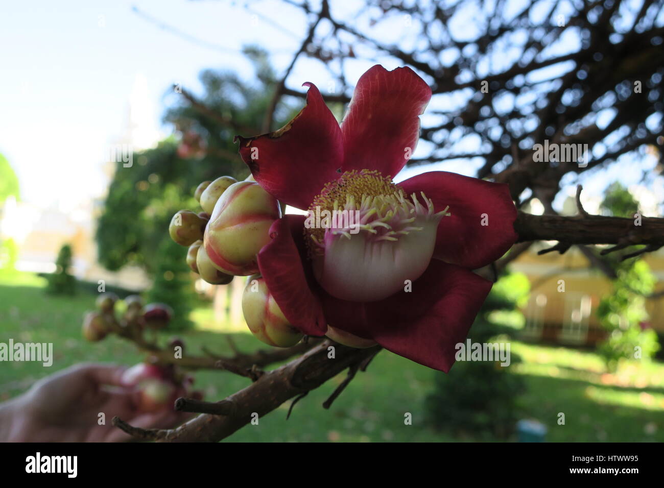 Sakhua tree hi-res stock photography and images - Alamy