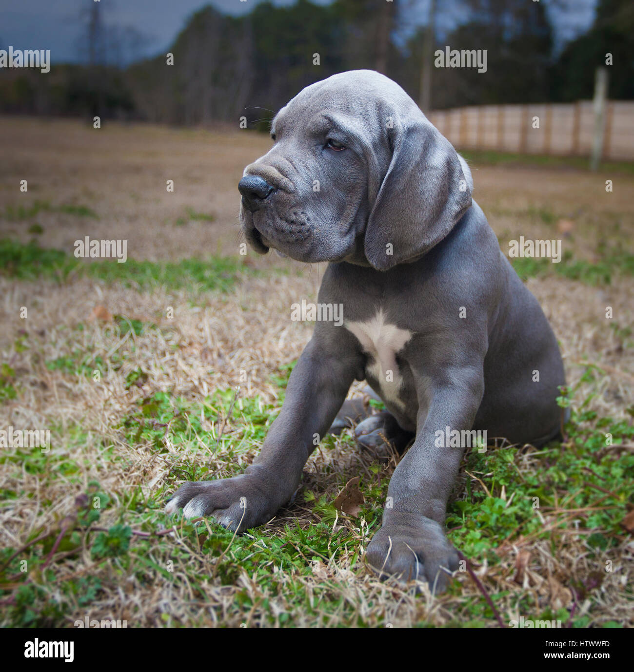 Gray colored Great Dane puppy that is sitting on a field at dusk Stock ...