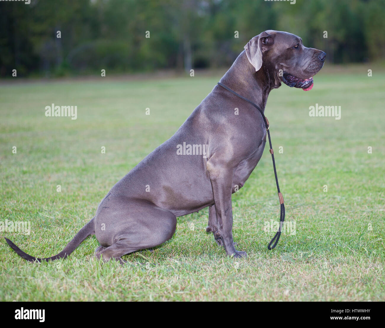 Tail of a great dane hi-res stock photography and images - Alamy